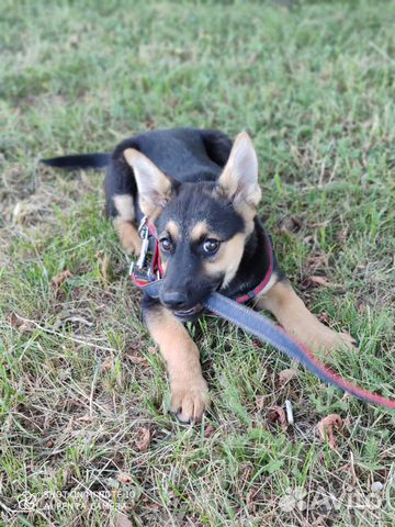 Щенок в добрые руки