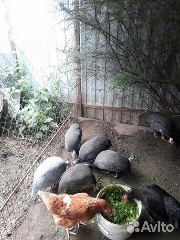 Семья цесарок