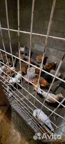 Куры молодки несушки доминант