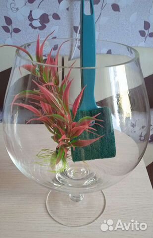 Аквариум бокал