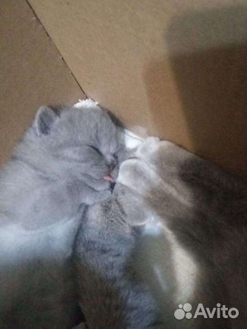 Кошки шотландцы