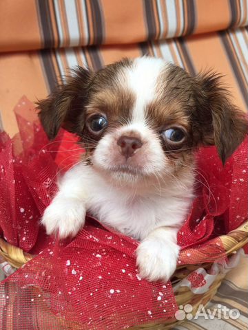 Чихуахуа мини девочка