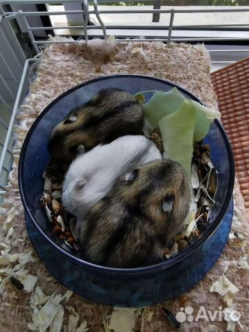 Джунгарский хомяк