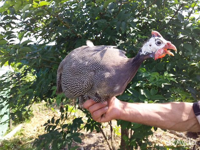 Цесарки и цесари