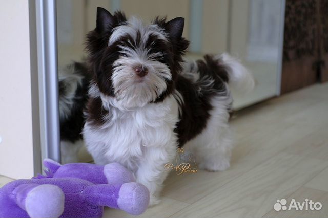 Мальчик биро, мини