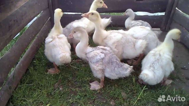 Гусята месячные