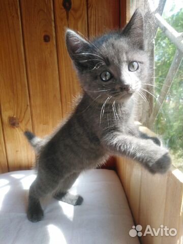 Серая кошечка