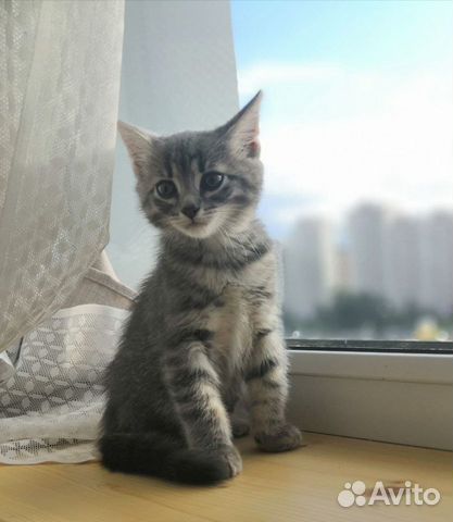 Помогите котёнку найти дом