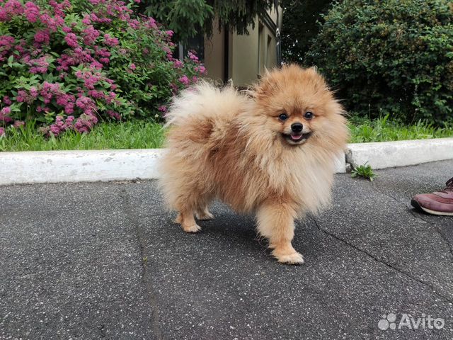 Шпиц ищет девочку