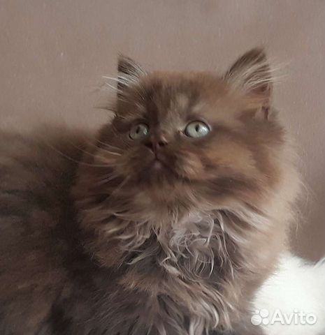 Шоколадный мишка
