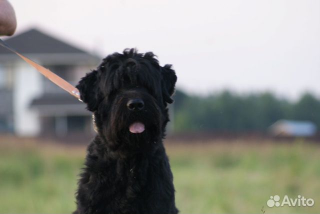 Русский Черный терьер в надежные руки