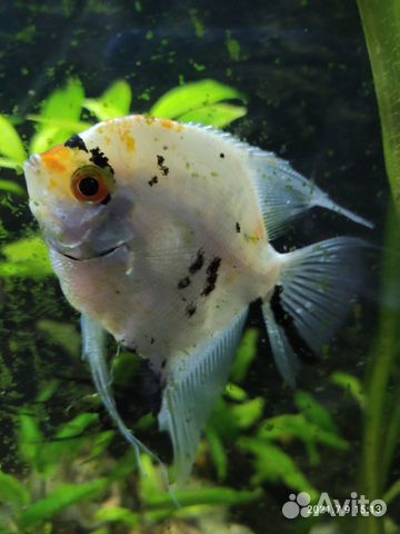 Рыбки скалярии