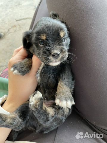 Щенки