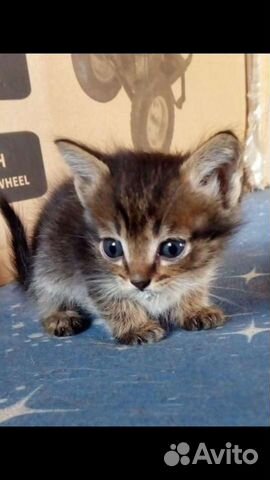Котята полосатики 1,5 месяца