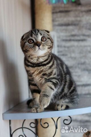 Шотландский мраморный мальчуган