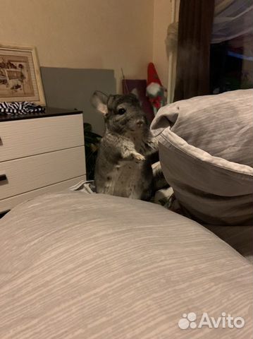 Шиншилла в добрые руки