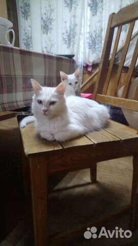 Котята белые