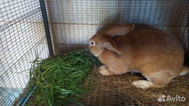 Кролик 1год и 1 мес