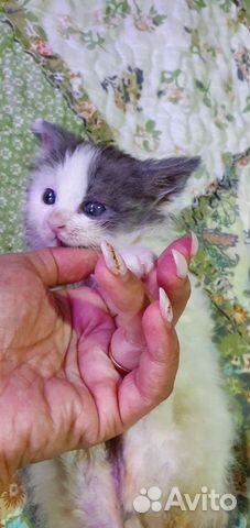 Котенок пасхальный