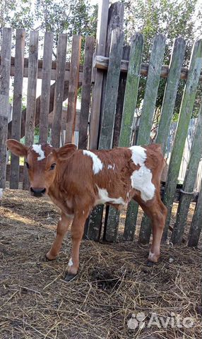 Телочка айрширская/джерсейская