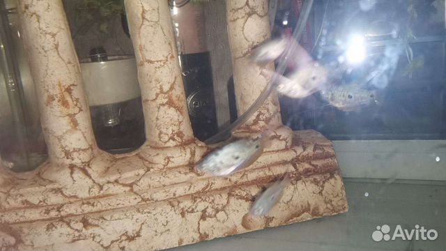 Гурами голубой