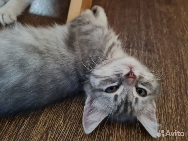 Полупородитые кошечки