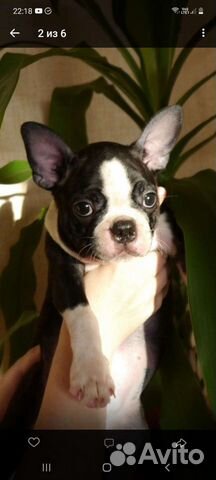 Бостонский терьер