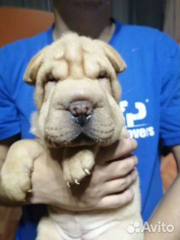 Шарпей девочка