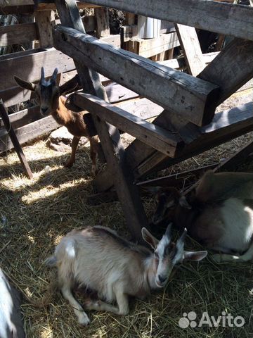Козлята 4шт 1 ягненок ярочка