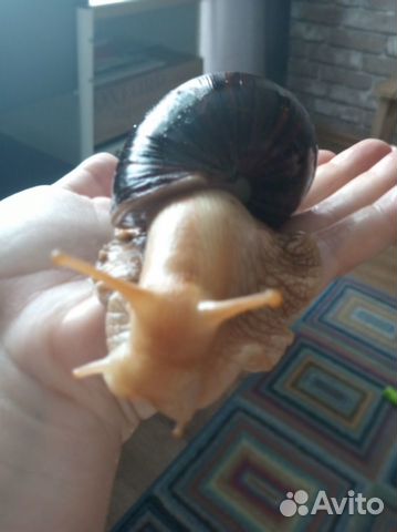 Улитки ахатины