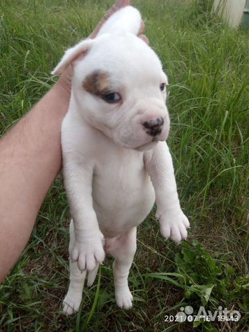 Сабака Американский бульдог