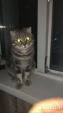 Британские котята