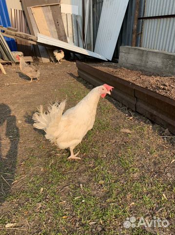 Курицы несушки