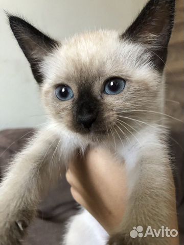 Кошка тайская девочка
