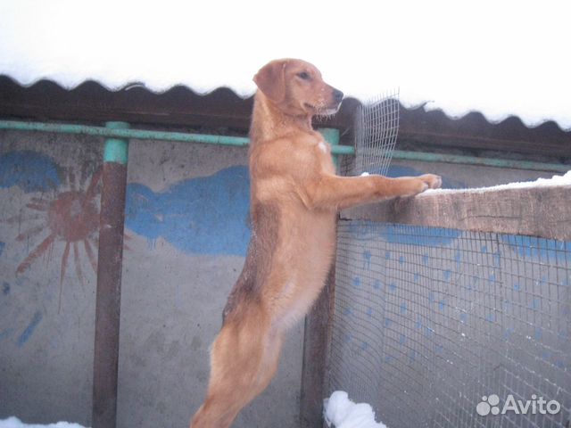 Продам охотничью собаку