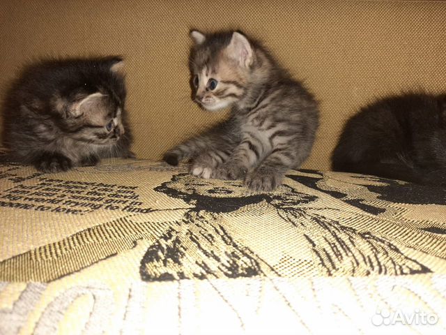 Малыши в добрые руки