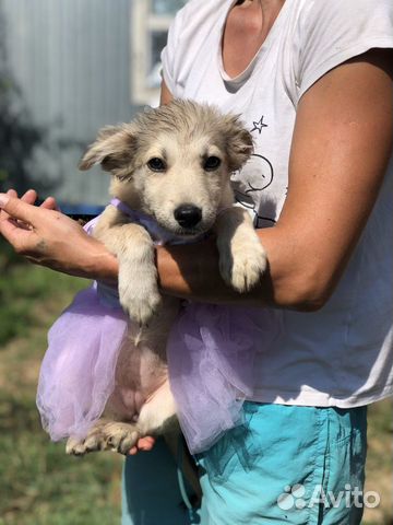 Щенок Марфа ищет дом