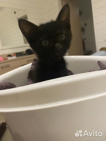 Котенок в добрые пуки