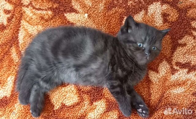 Британские котята