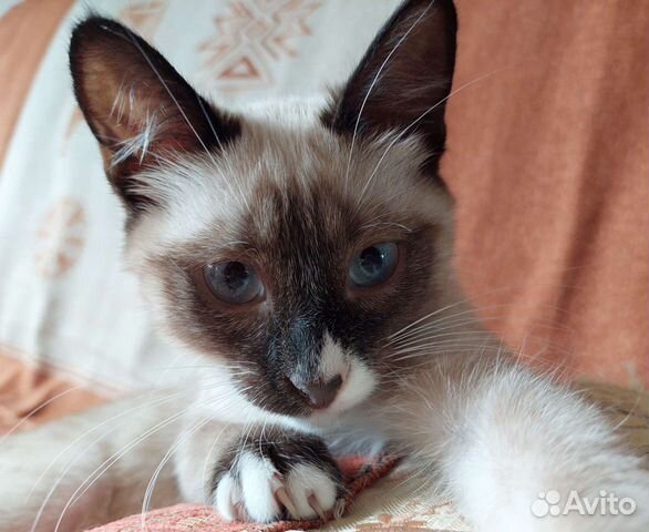 Кошечка ищет дом