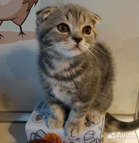 Котенок вислоухий шотландский (мальчик)