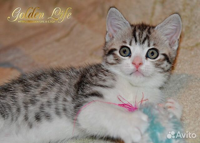 Красивая британская девочка