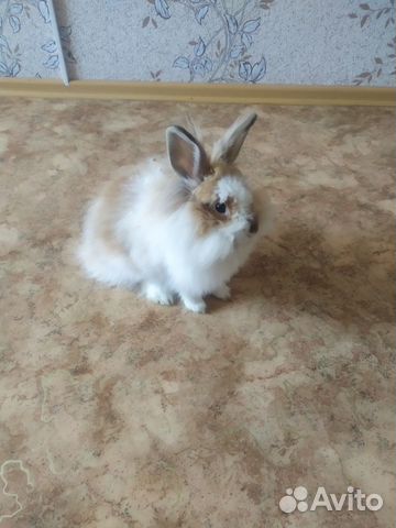 Декоративные кролики