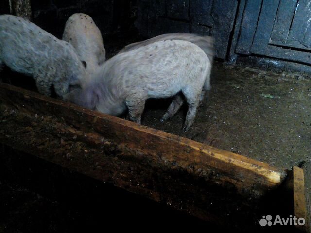 Венгерская мангалица