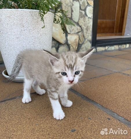 Котенок бежевый