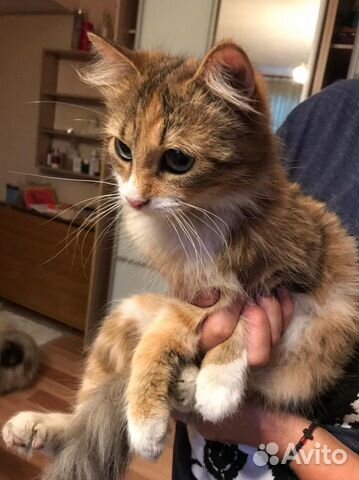 Кошки в добрые руки бесплатно