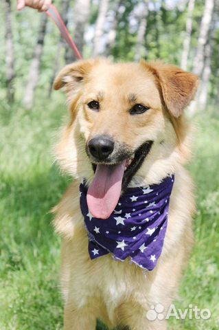 Собака в добрые руки отдам