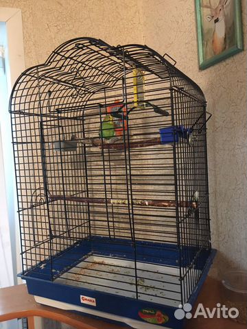 Волнистый попугай