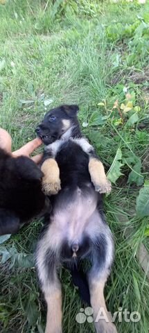 Продам щенков немецкой авчарки