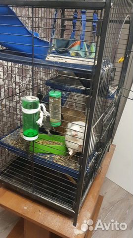 Шиншилла мальчик и девочка с клеткой 4000р